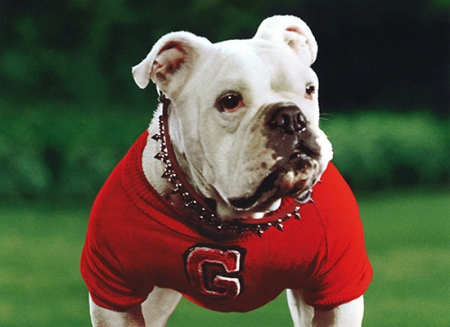 National Dog Day - A Look Back at All of Our Ugas