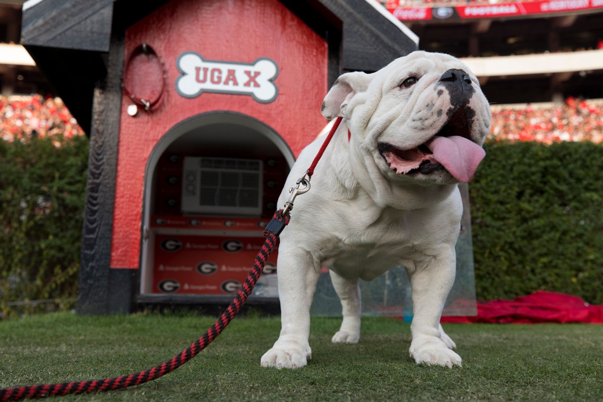 Eight reasons why Uga is the best mascot - UGA Alumni