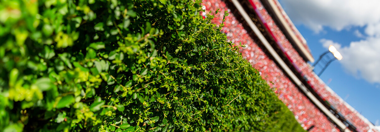 About, Behind and Between the Hedges - UGA Alumni