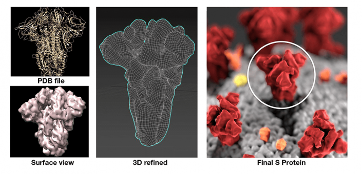 Dawgs design CDC's COVID-19 graphic - UGA Alumni